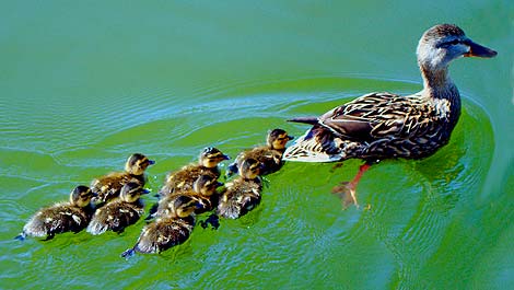 Pato cicerone – Cesta de patos